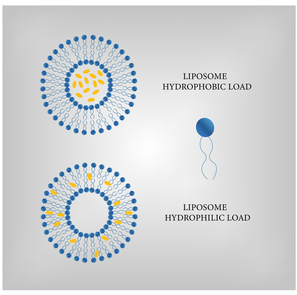Liposome Encapsulation Technology - GMPriority Pharma - The Liposome