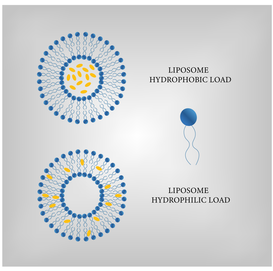 Liposome Encapsulation Technology - GMPriority Pharma - The Liposome