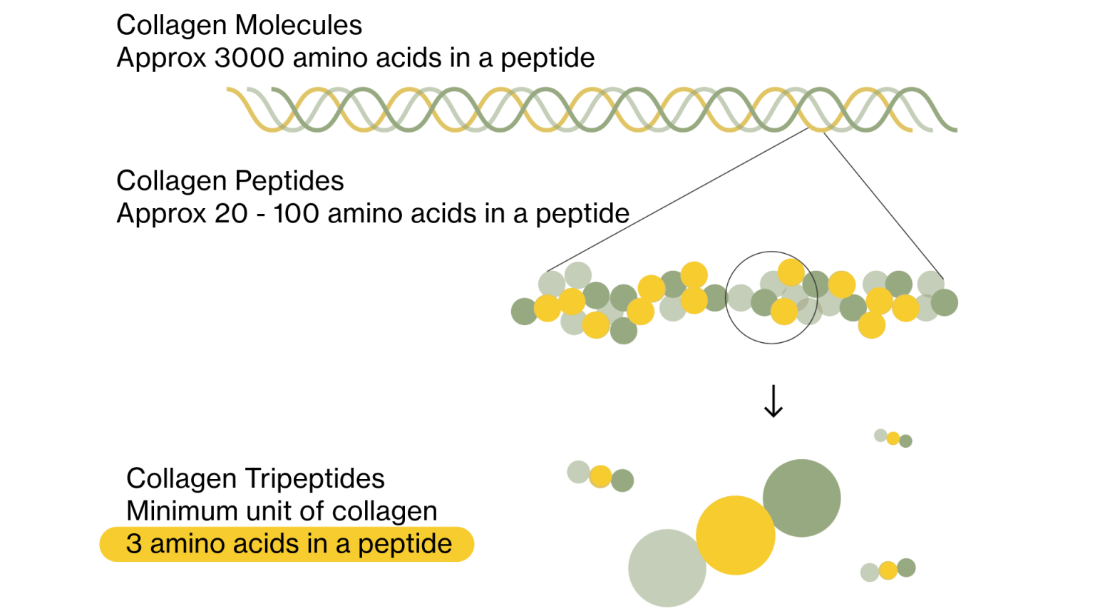Collagen Tripeptides vs. Normal Collagen - GMPriority Pharma